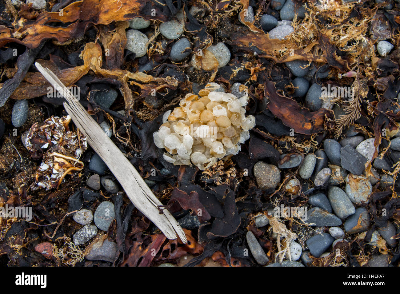 Alaska, Bering Sea, Alaska Maritime National Wildlife Refuge, St ...