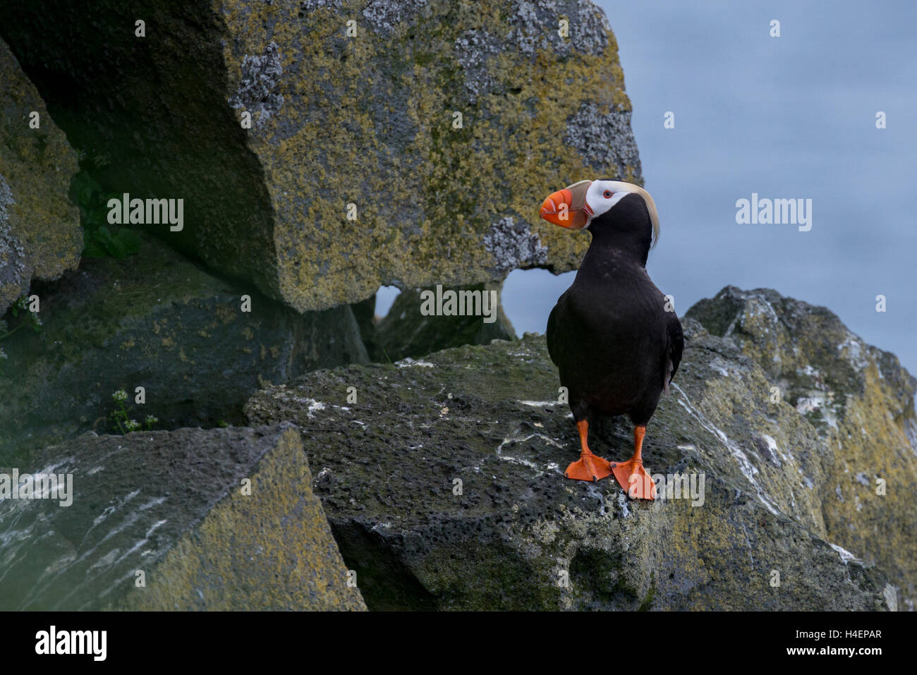 Alaska, Pribilof Islands, Saint Paul (57-07-75N 170-18-07W) Tufted ...