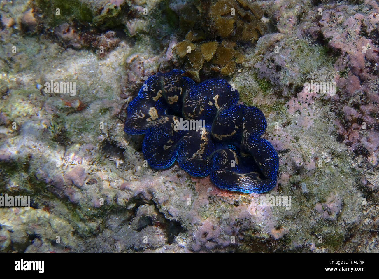 giant clam Tridacna gigas in Asia Stock Photo - Alamy