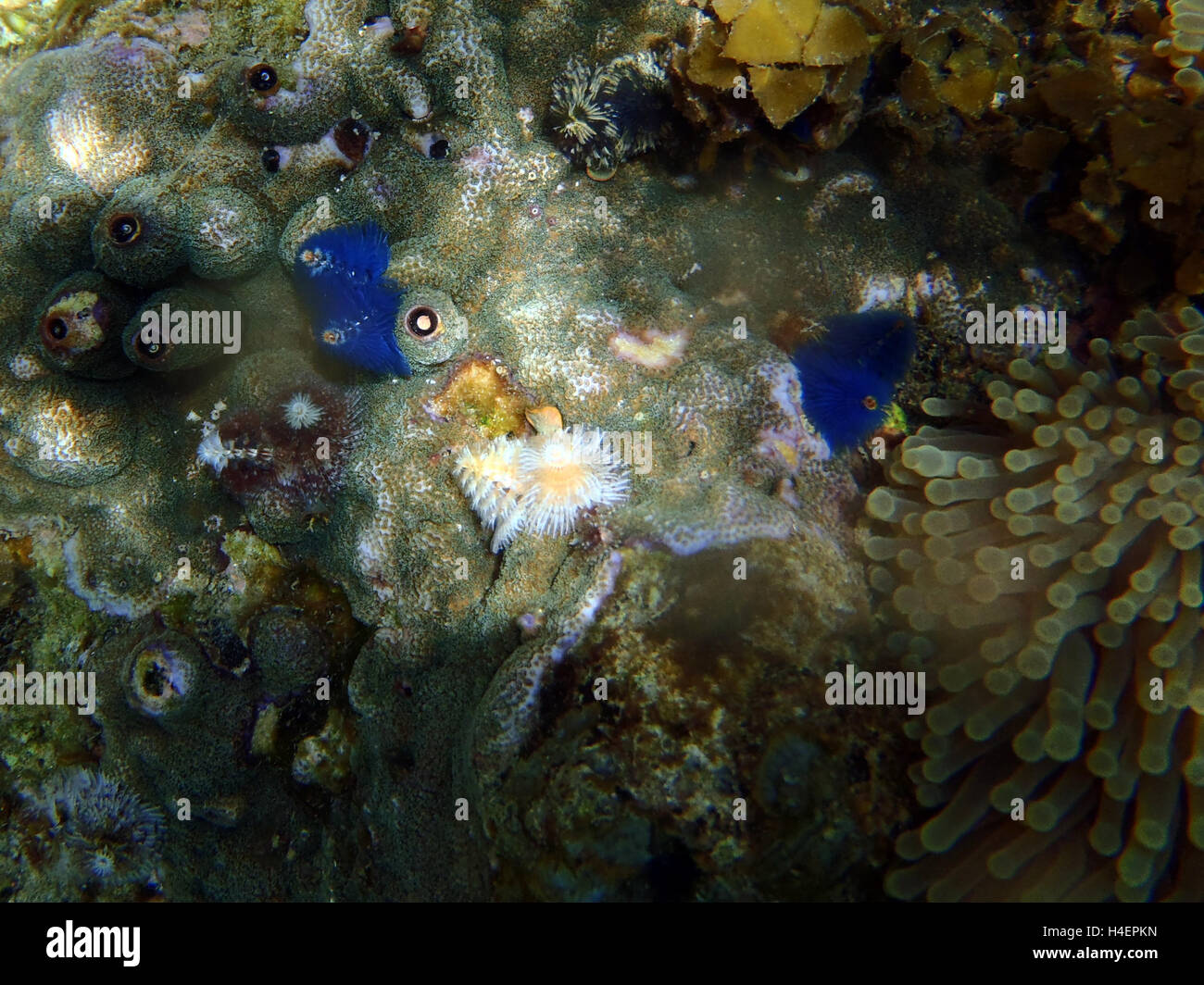 Christmas tree worm on hard coral and anemone Stock Photo - Alamy