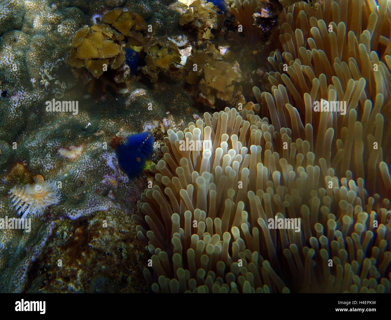Colorful Christmas tree worm on hard coral and anemone Stock Photo - Alamy