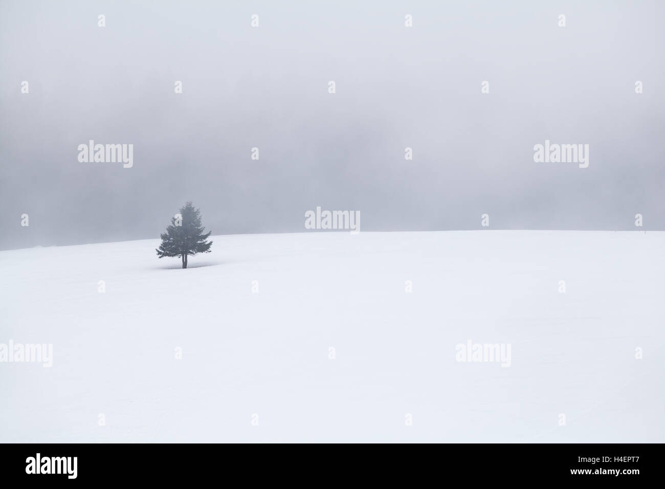 single spruce tree on snowy hill in foggy mountains Stock Photo - Alamy