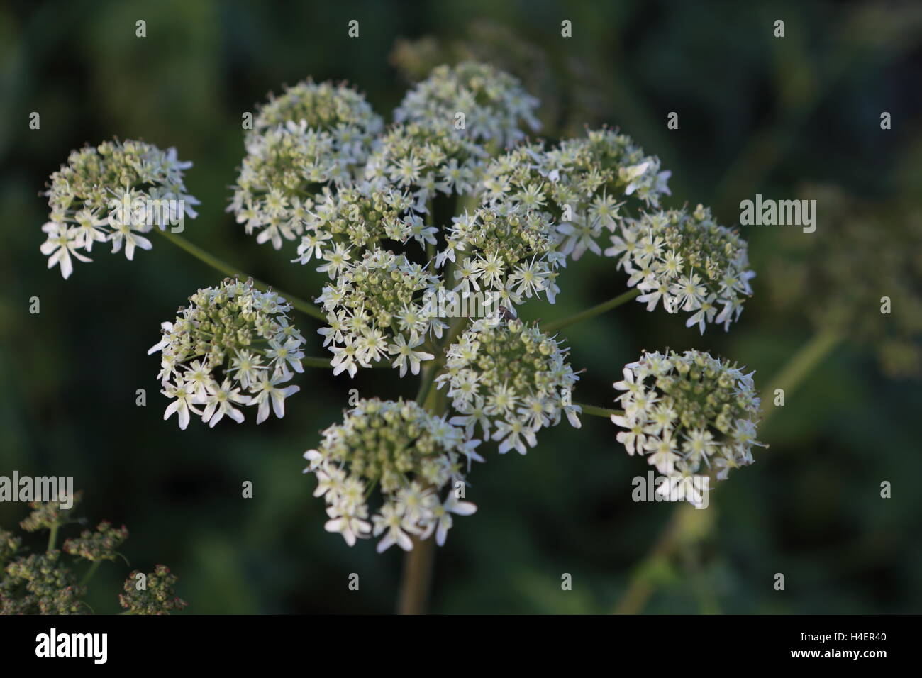 Cow pastly plant Stock Photo - Alamy