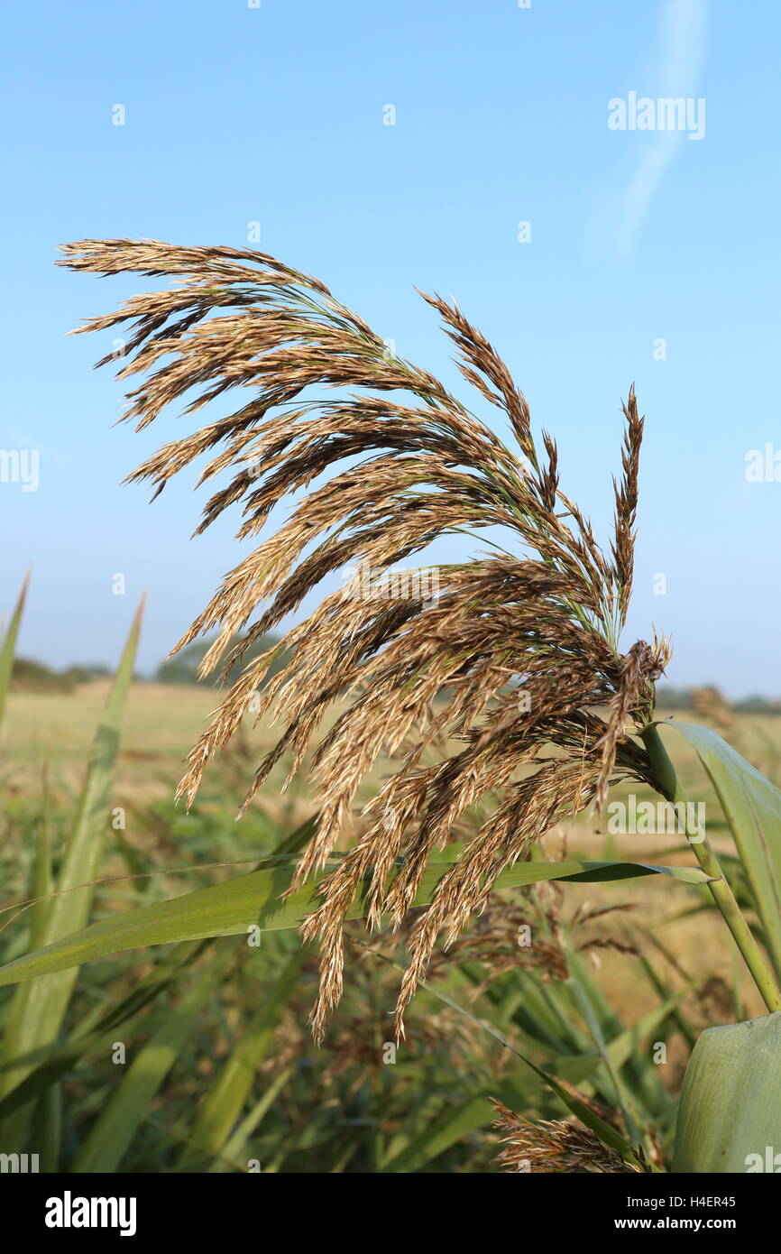 Fenland field hi-res stock photography and images - Alamy
