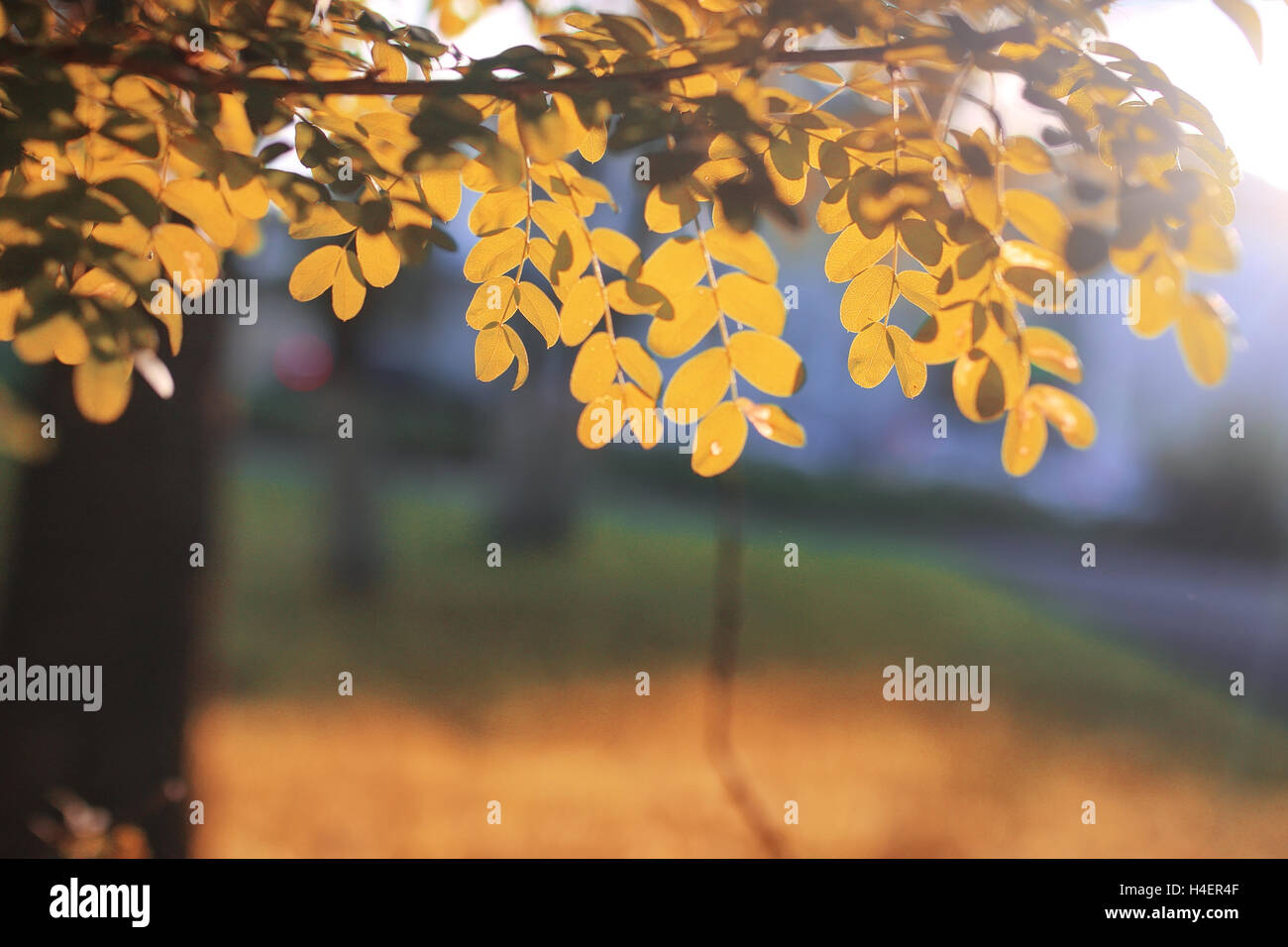 autumn park leaf sun Stock Photo - Alamy