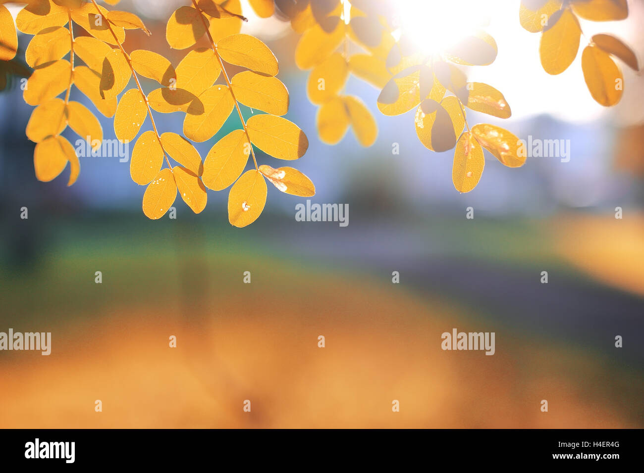 autumn park leaf sun Stock Photo - Alamy