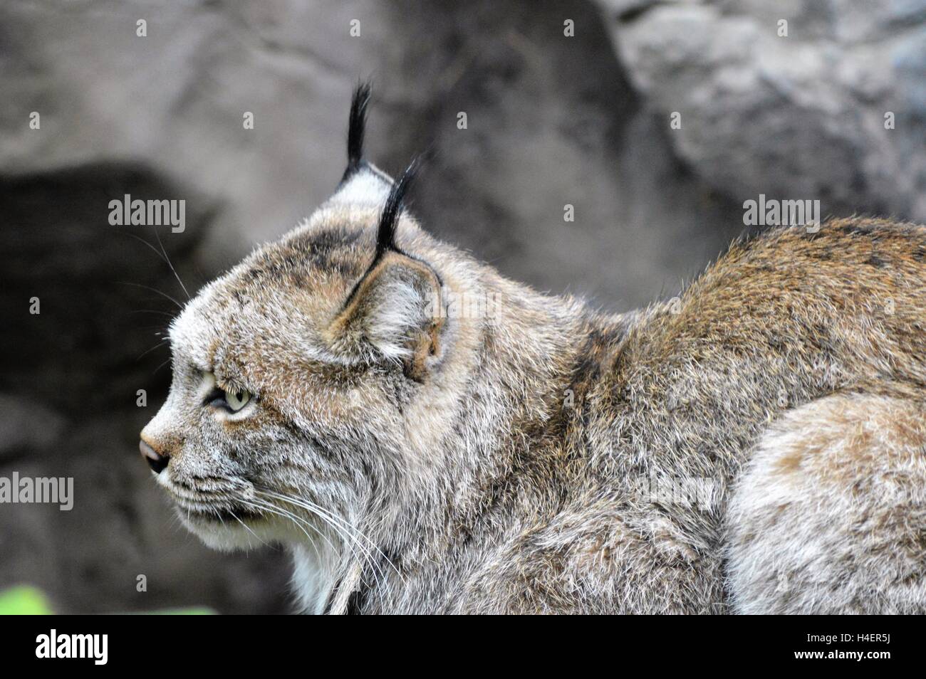 Lynx tipped ears hi-res stock photography and images - Alamy