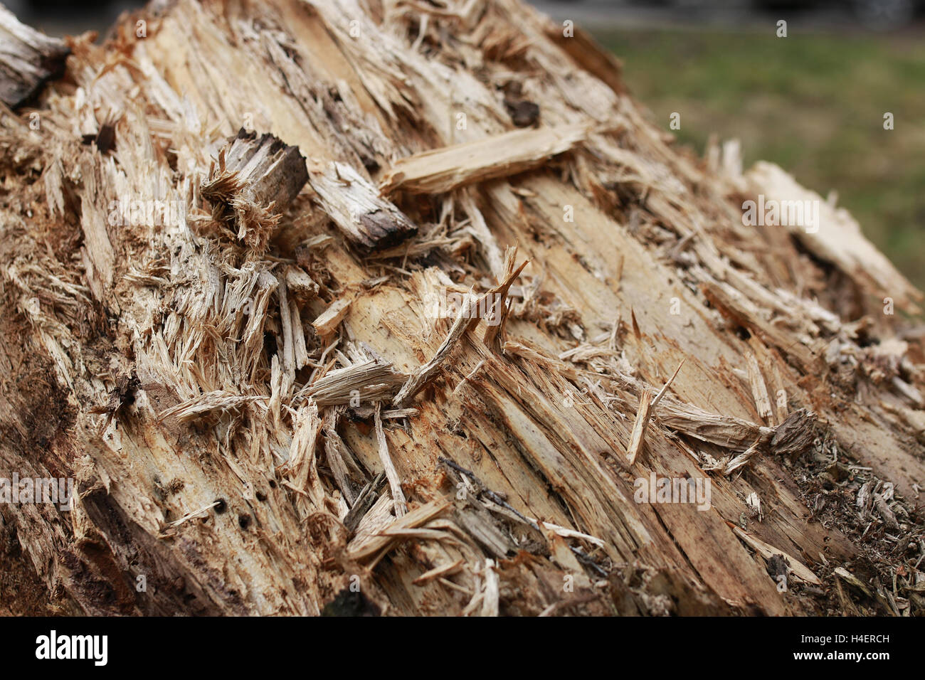 Moldering tree hi-res stock photography and images - Alamy