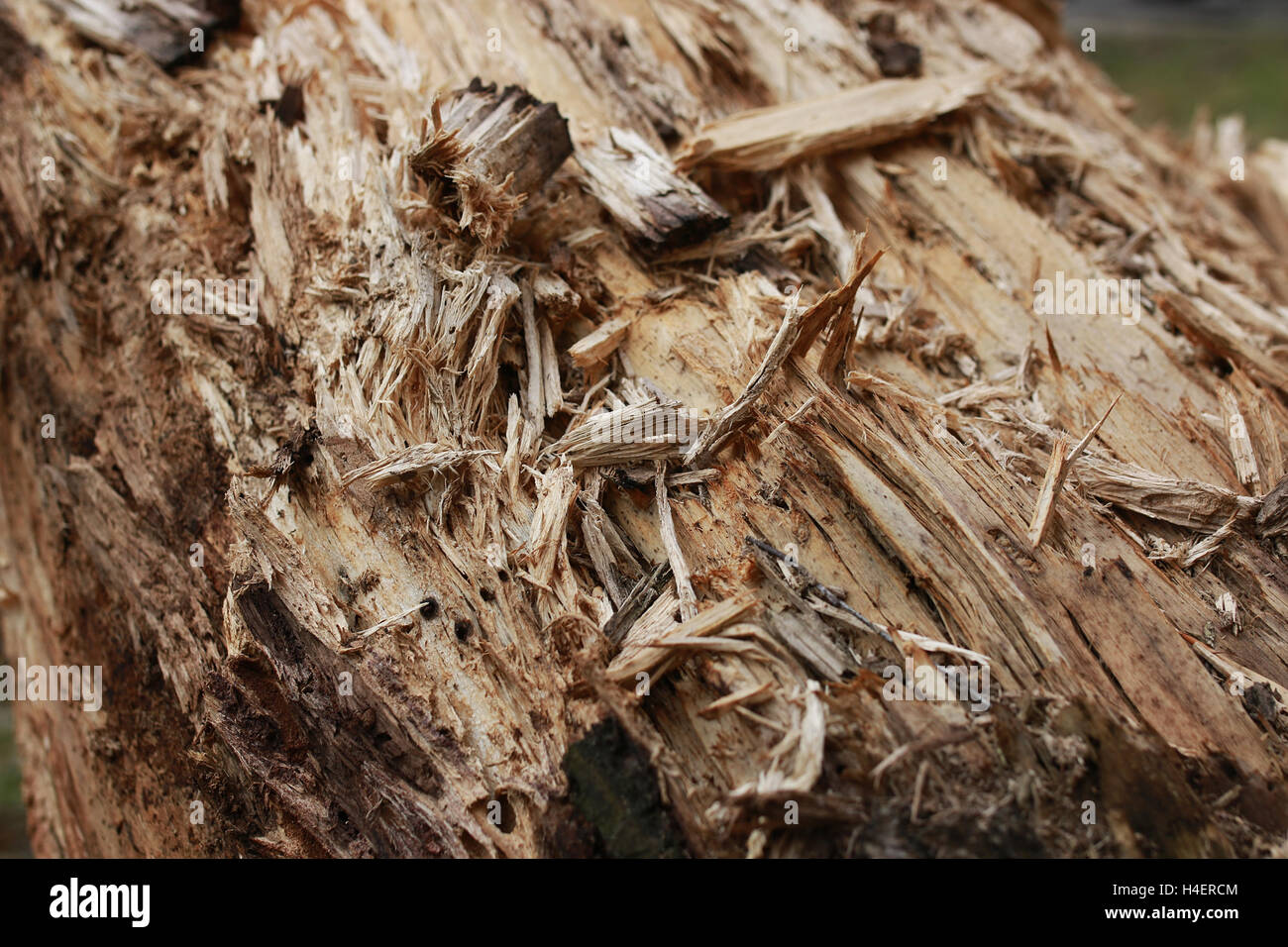 texture mouldering stump Stock Photo - Alamy