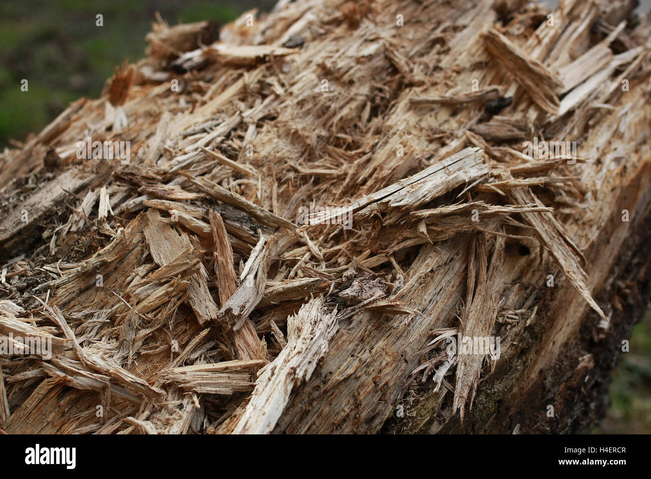texture mouldering stump Stock Photo - Alamy