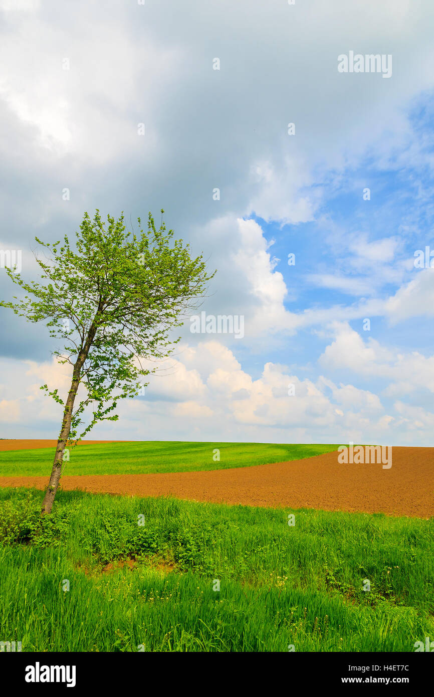 Tree is green hi-res stock photography and images - Alamy