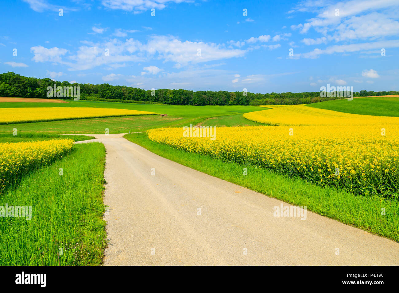 Countryside road along yellow rapeseed flower field and blue sky ...