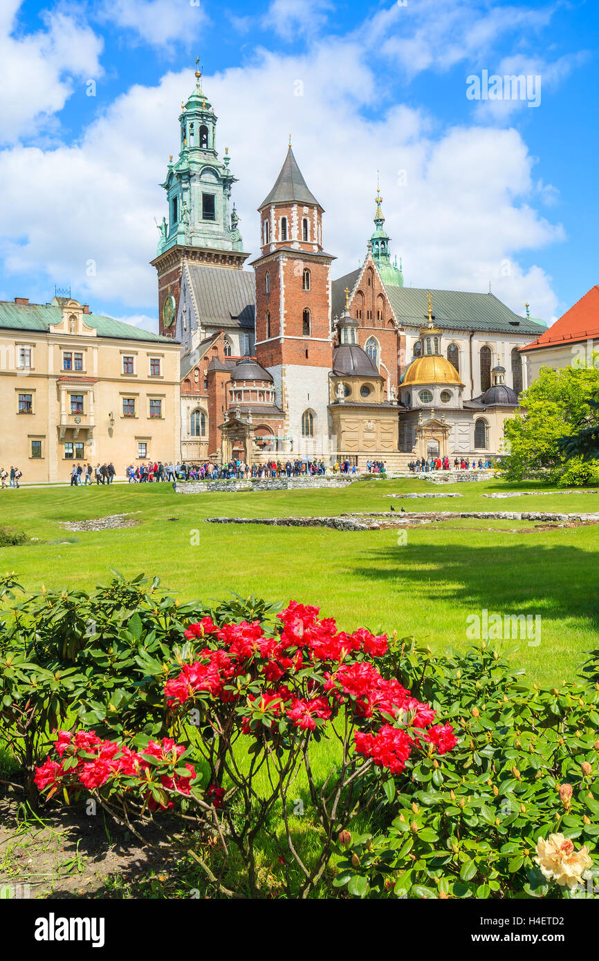 Poland national flower hi-res stock photography and images - Alamy