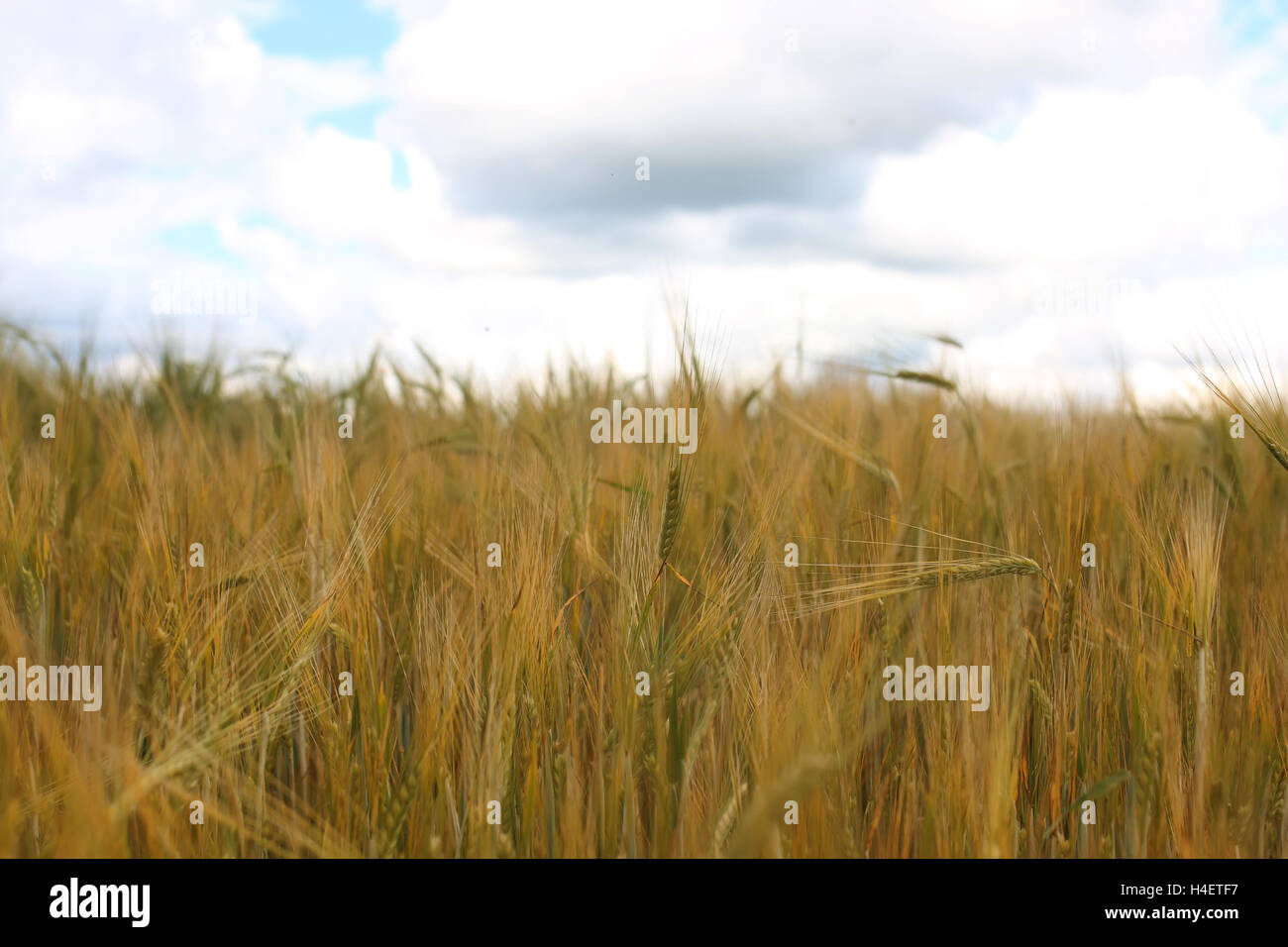 cereal rye field Stock Photo - Alamy