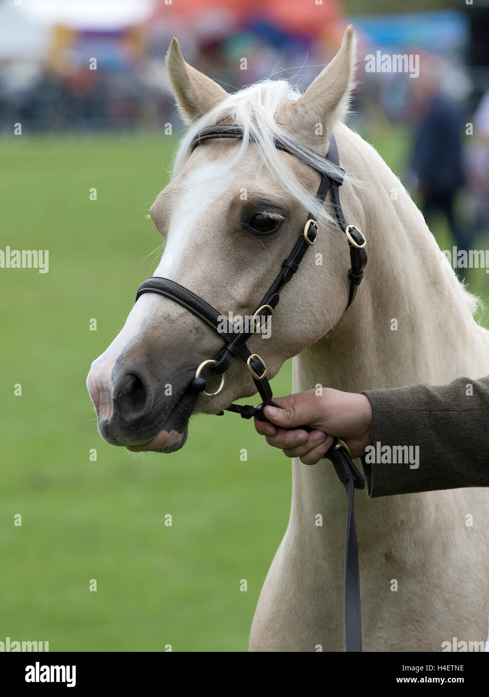 Stanhope, Co. Durham - 10th September 2016: Palomino horse at the ...