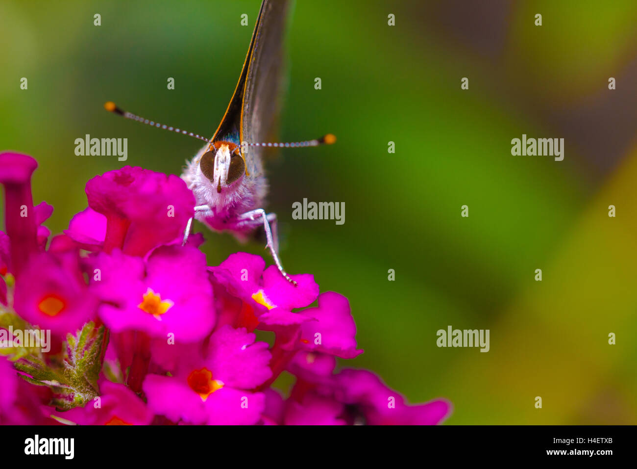 Colorful beautiful delicate flying insect butterfly Stock Photo - Alamy