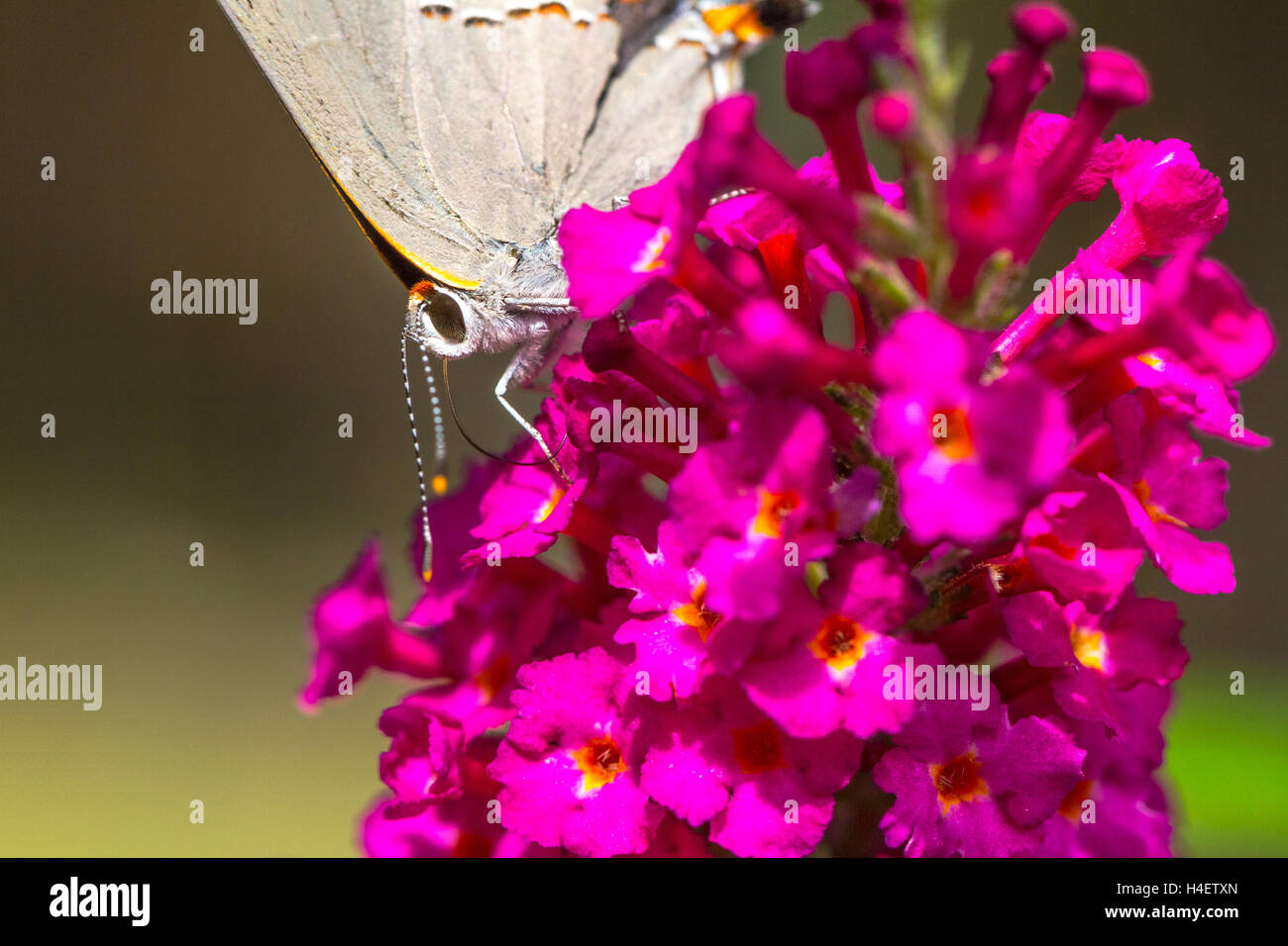 Colorful beautiful delicate flying insect butterfly Stock Photo - Alamy