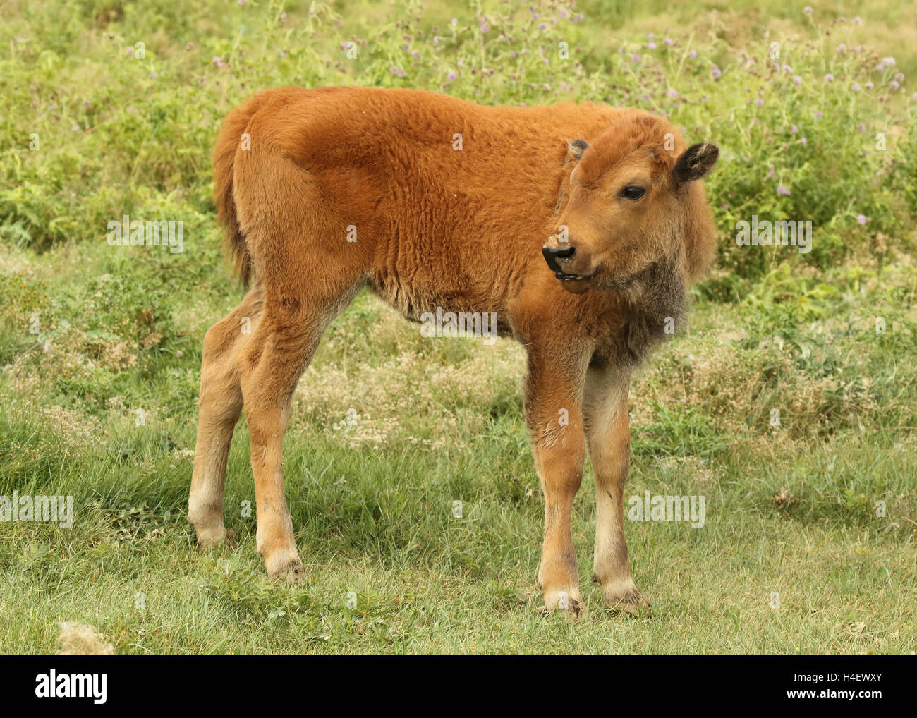 An American Bison calf looking back Stock Photo - Alamy