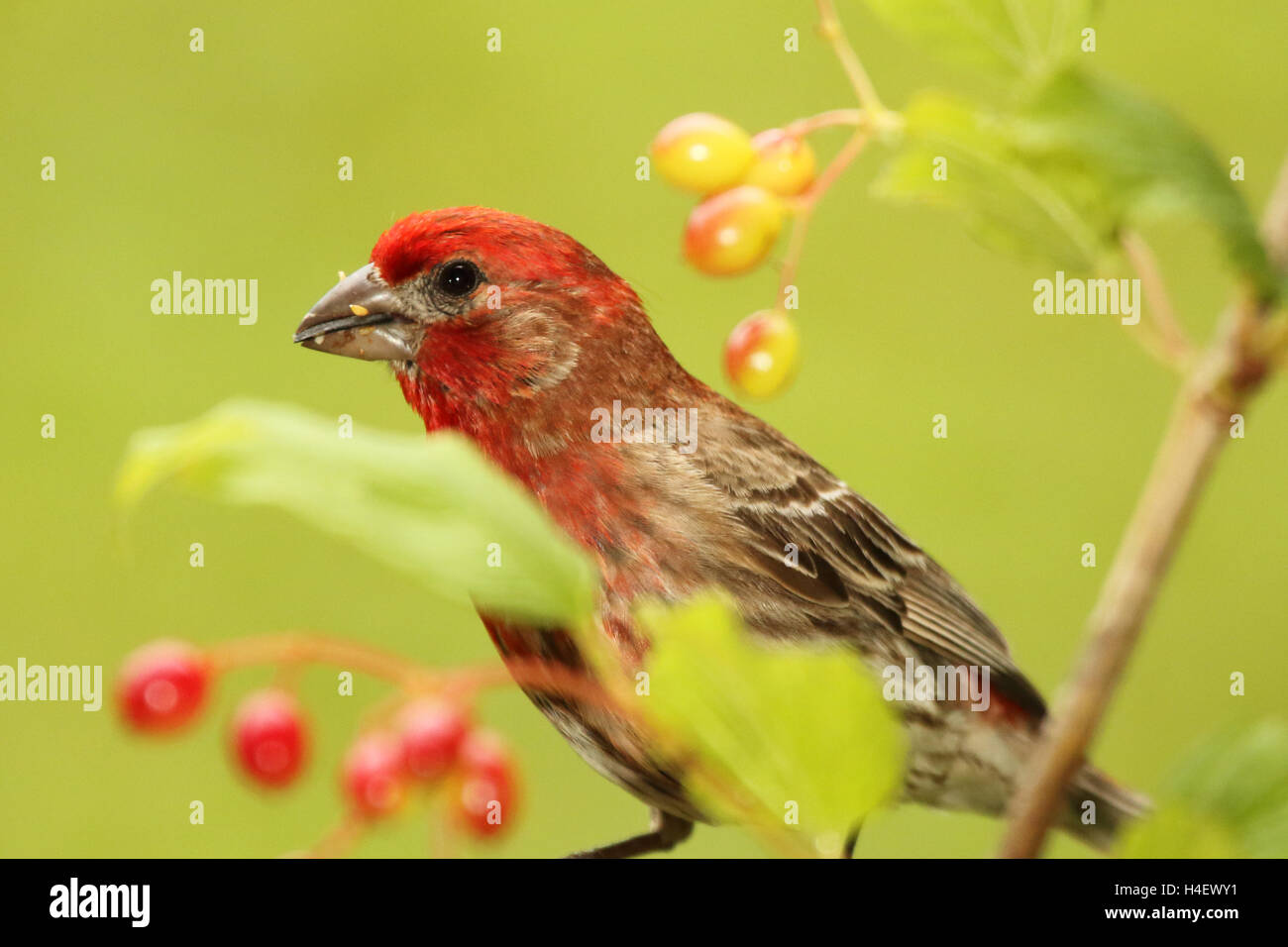 Finch berries hi-res stock photography and images - Alamy