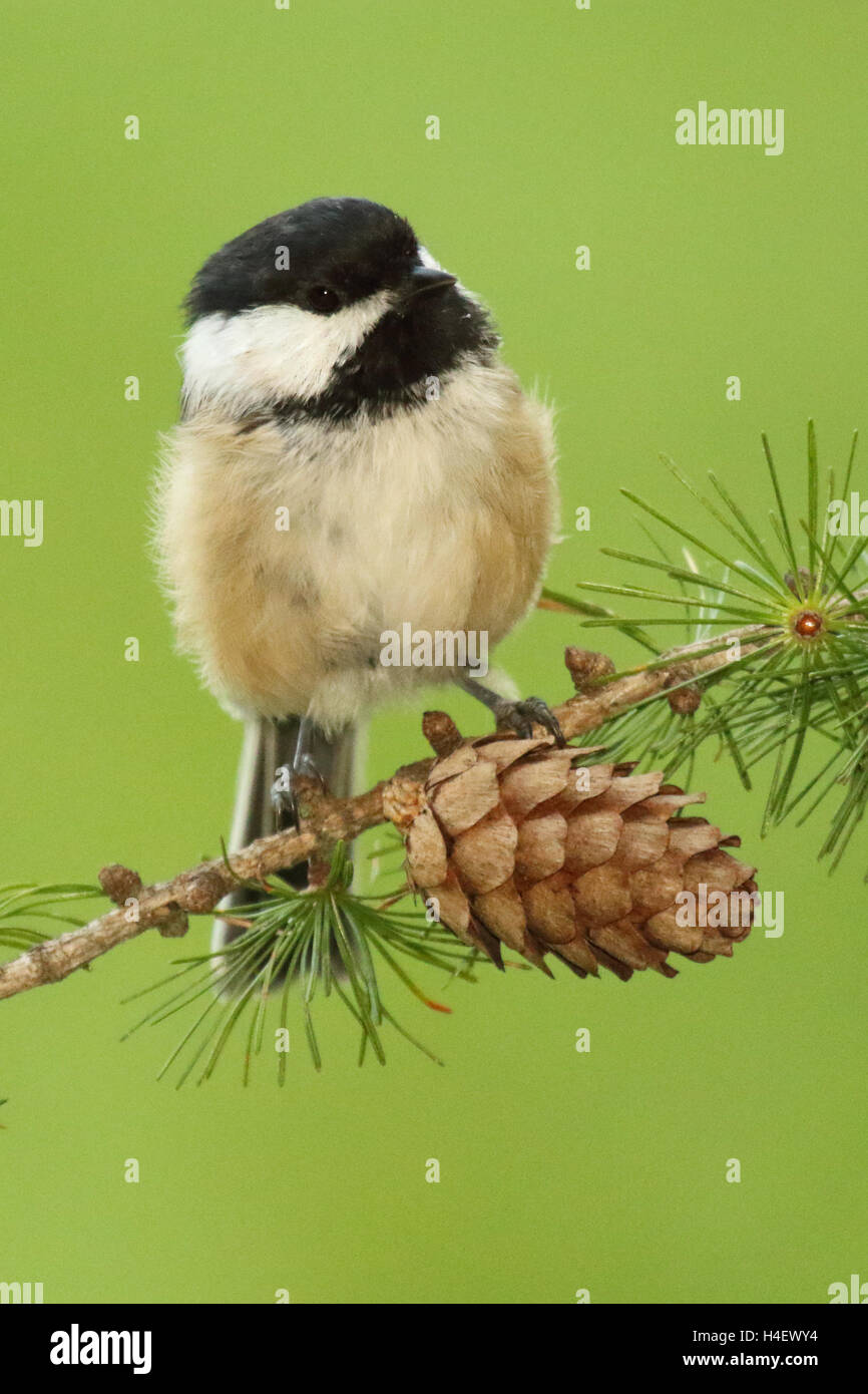 Tamarack hi-res stock photography and images - Alamy