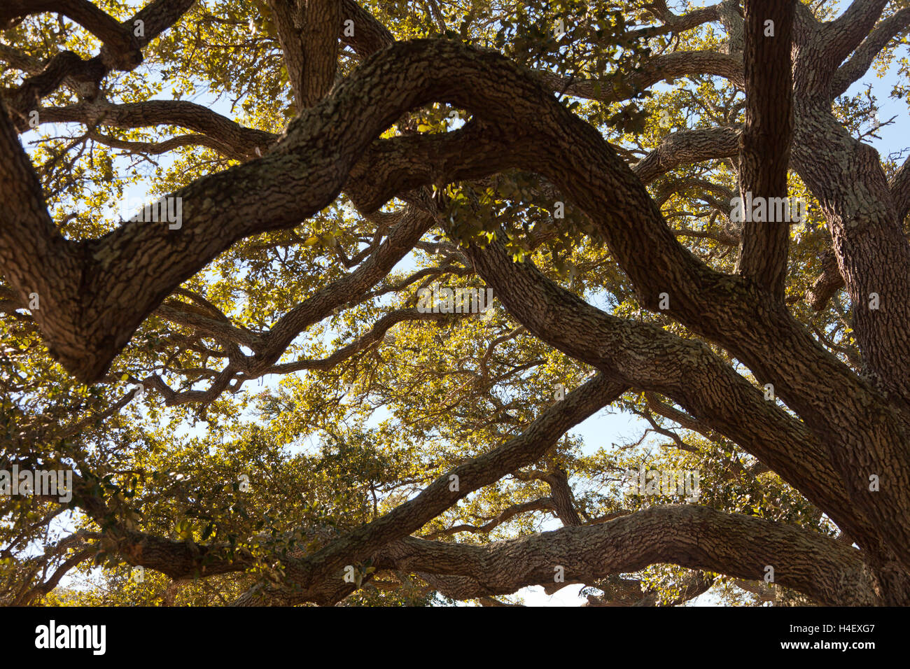 Looking up into the large limbs of a tree Stock Photo - Alamy