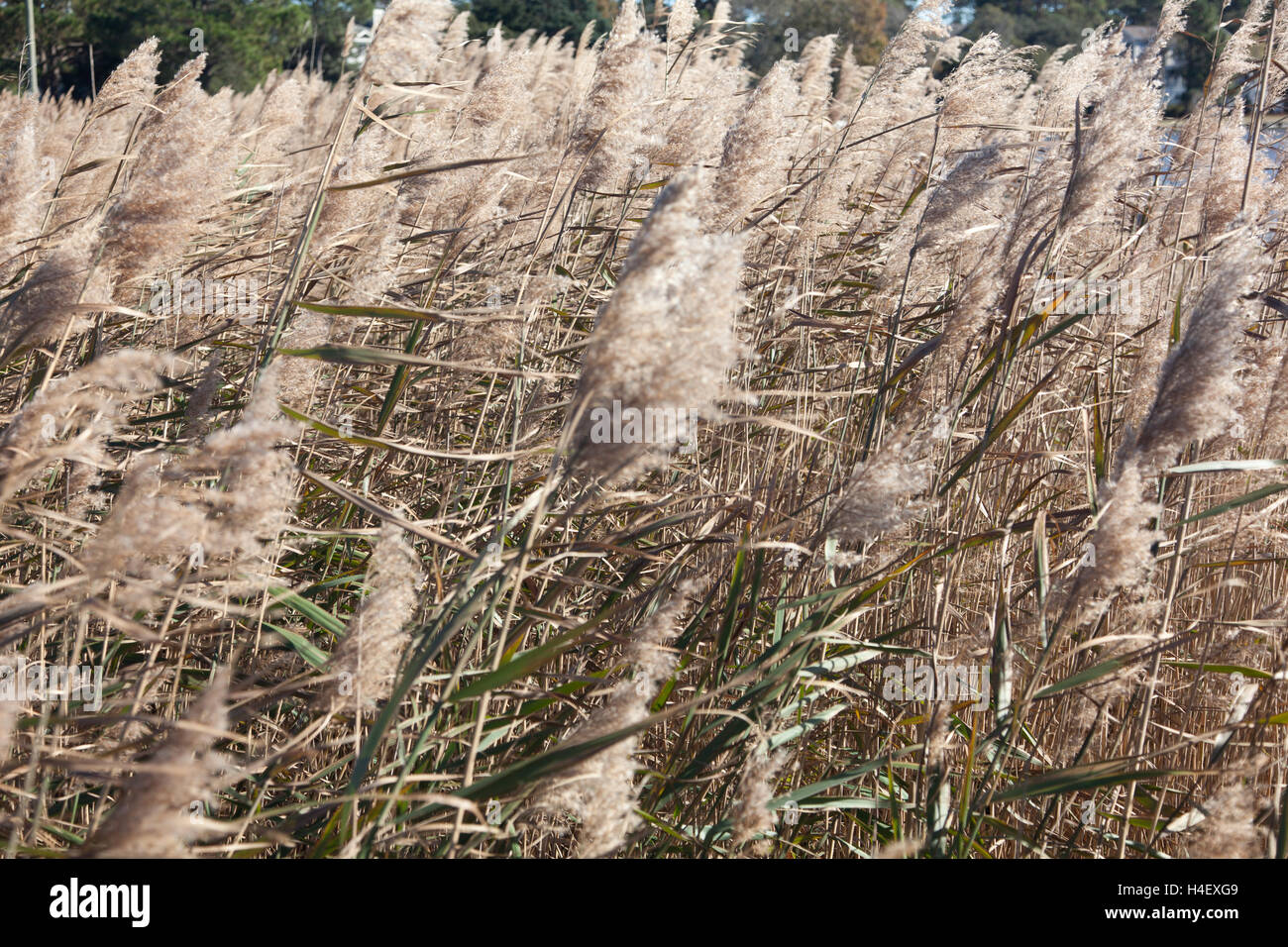 Wind blowing through tall grass Stock Photo - Alamy
