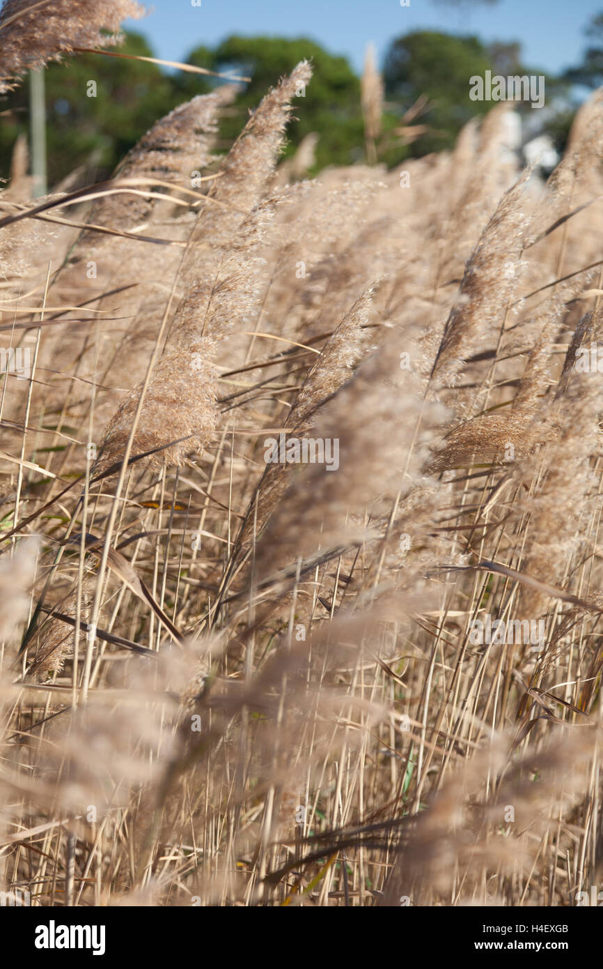 Wind blowing through tall grass Stock Photo - Alamy