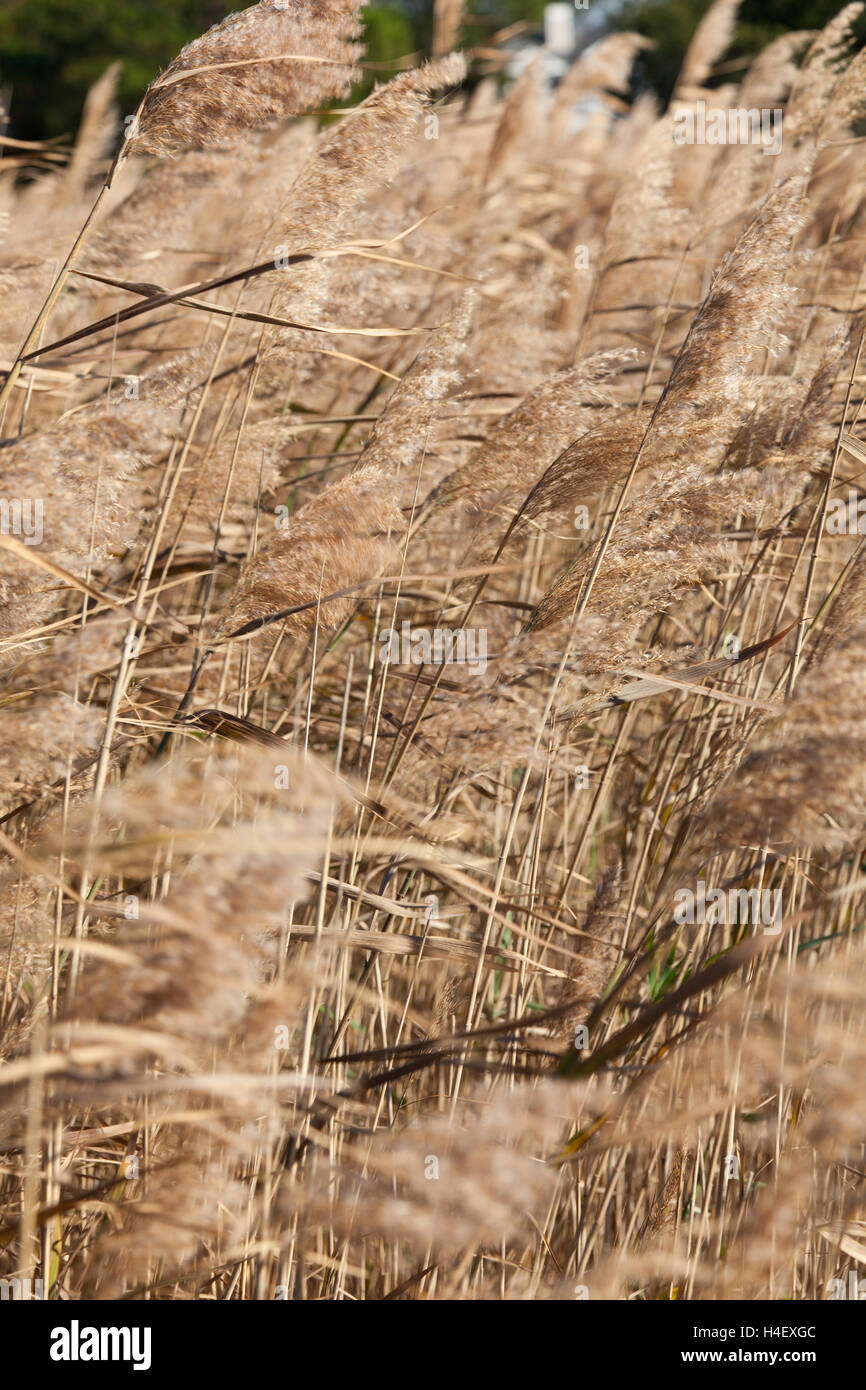 Wind blowing through tall grass Stock Photo - Alamy