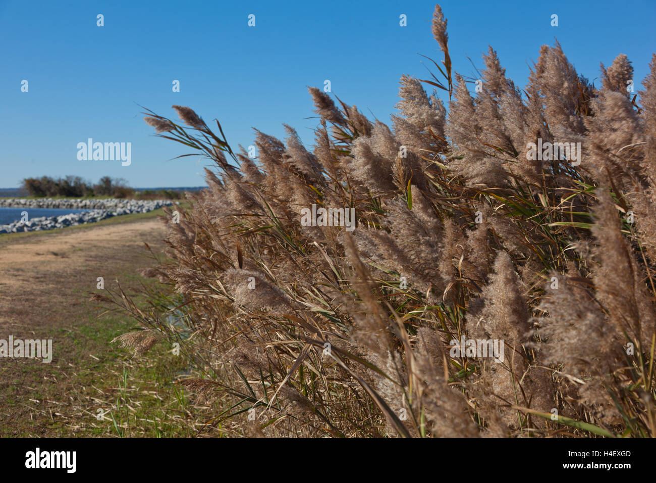 Wind blowing through tall grass Stock Photo - Alamy