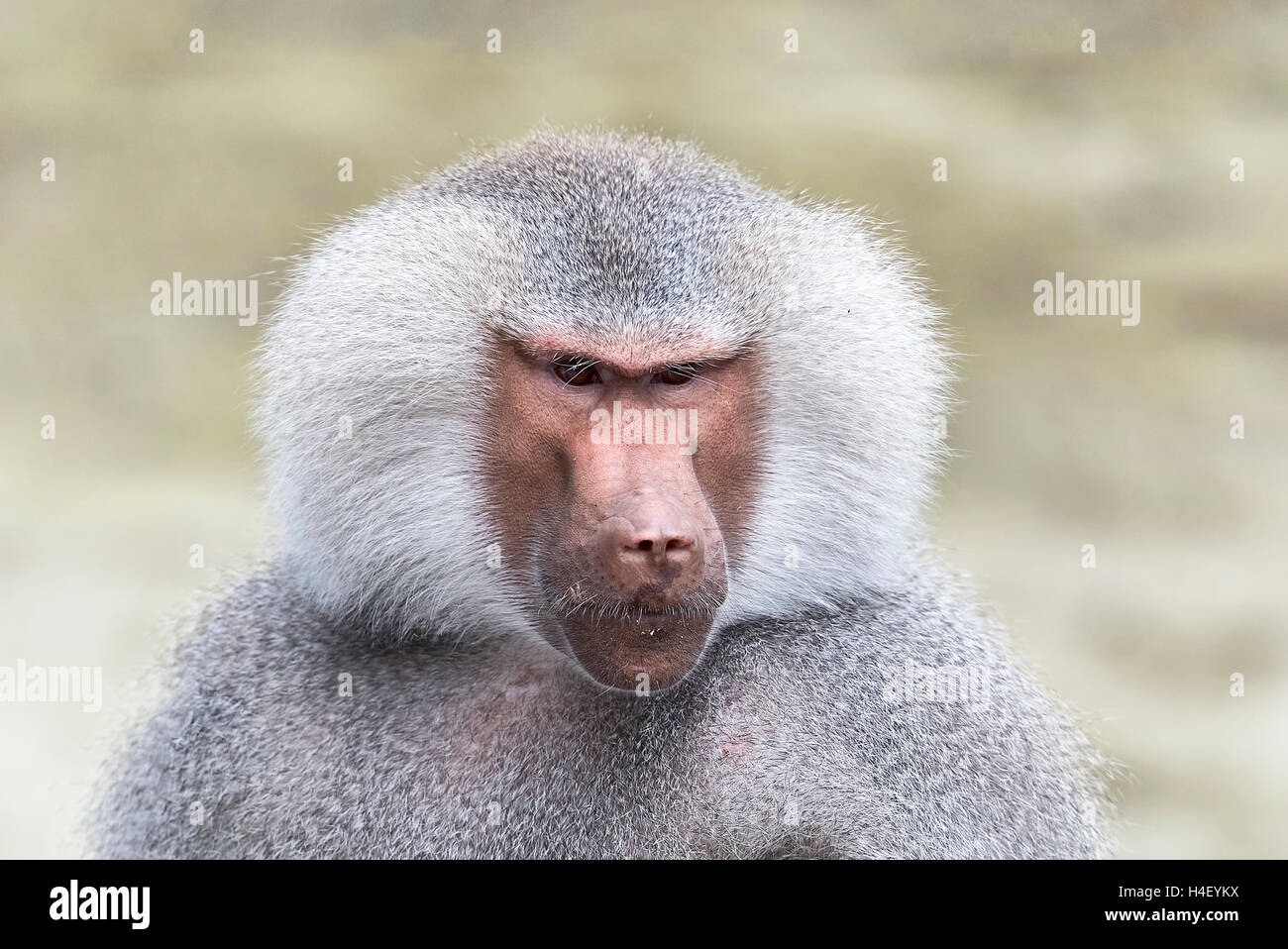 Captive adult male mantelpavian (Papio hamadryas Stock Photo - Alamy