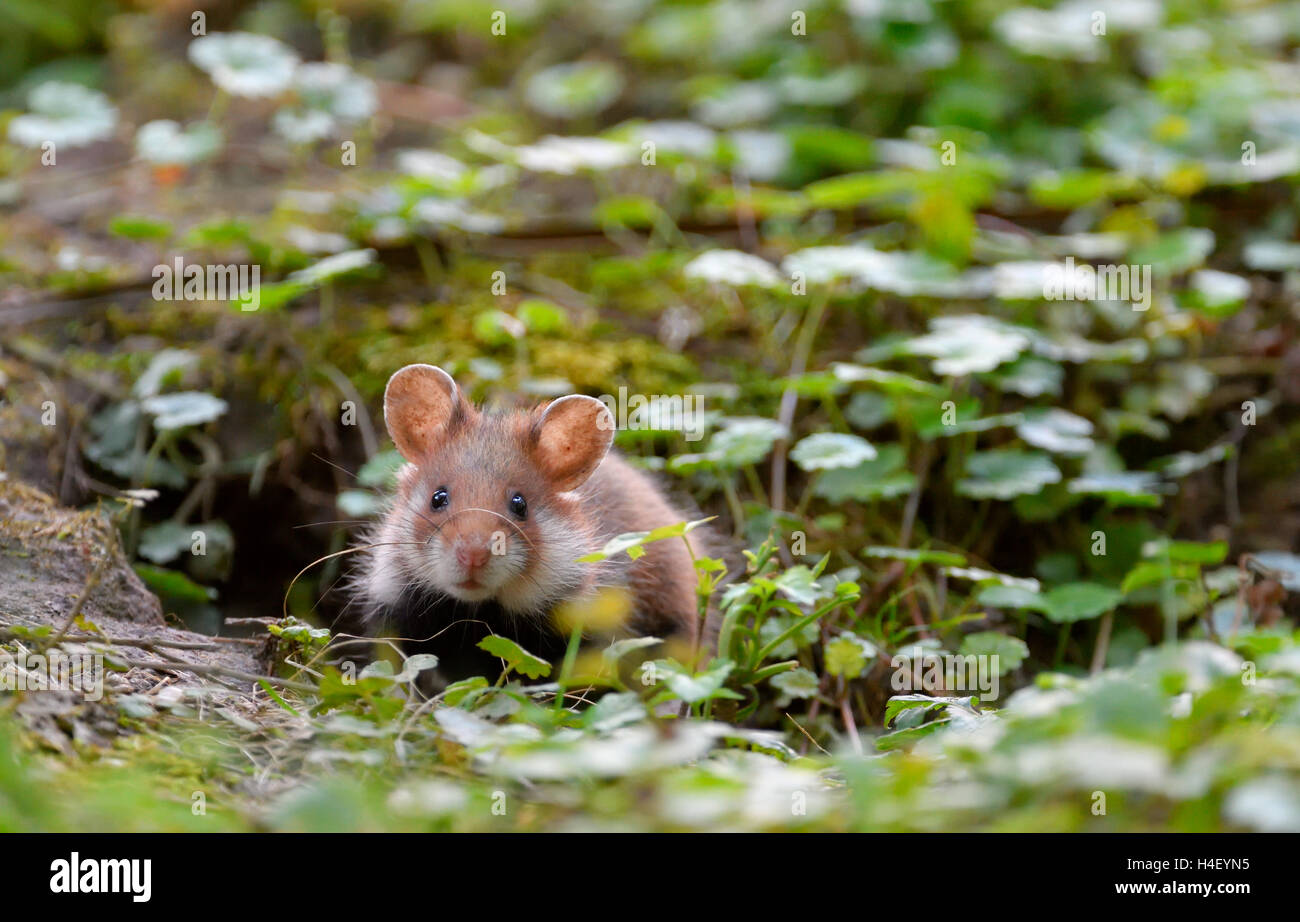 European hamster (Cricetus cricetus) looking out of its burrow, Austria ...