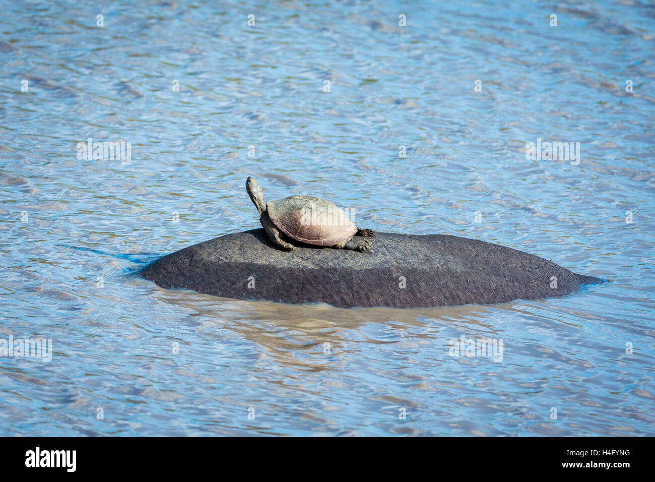 Serrated hinged terrapin in water hi-res stock photography and images ...