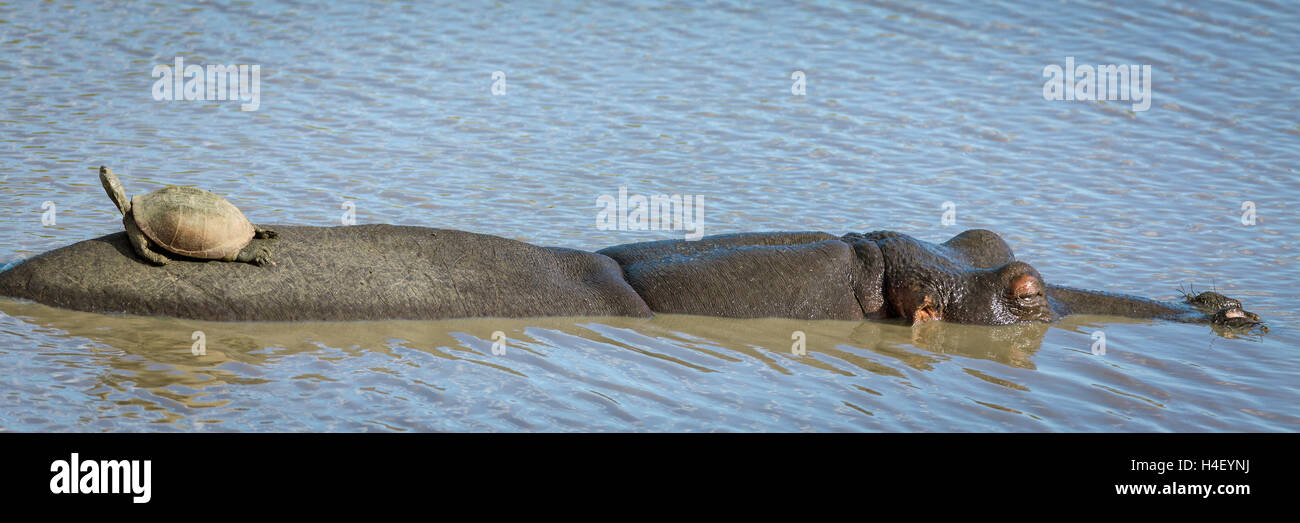 Turtle, sitting on hippopotamus, serrated hinged terrapin (Pelusios ...