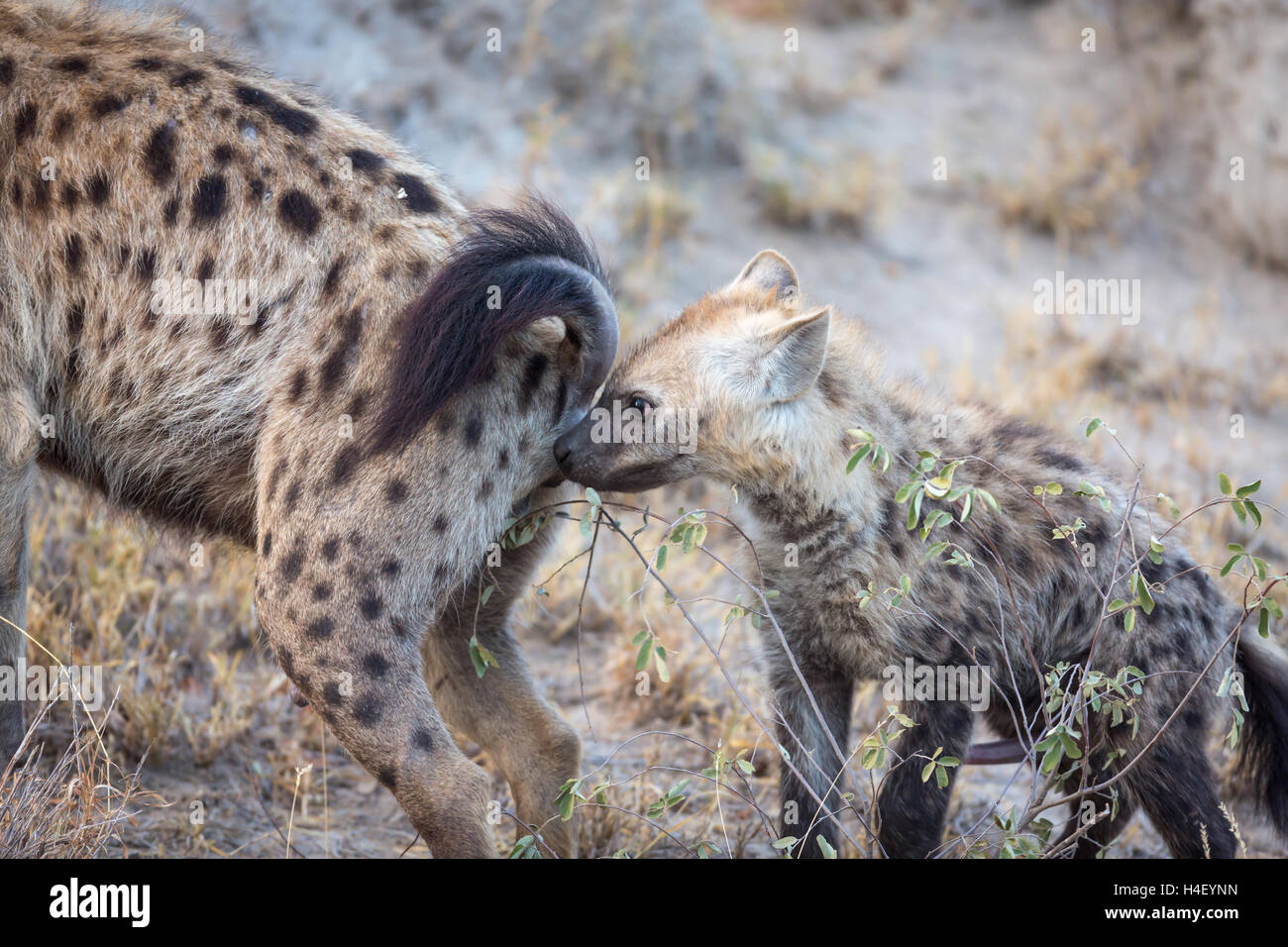 Hyena sniffing hi-res stock photography and images - Alamy