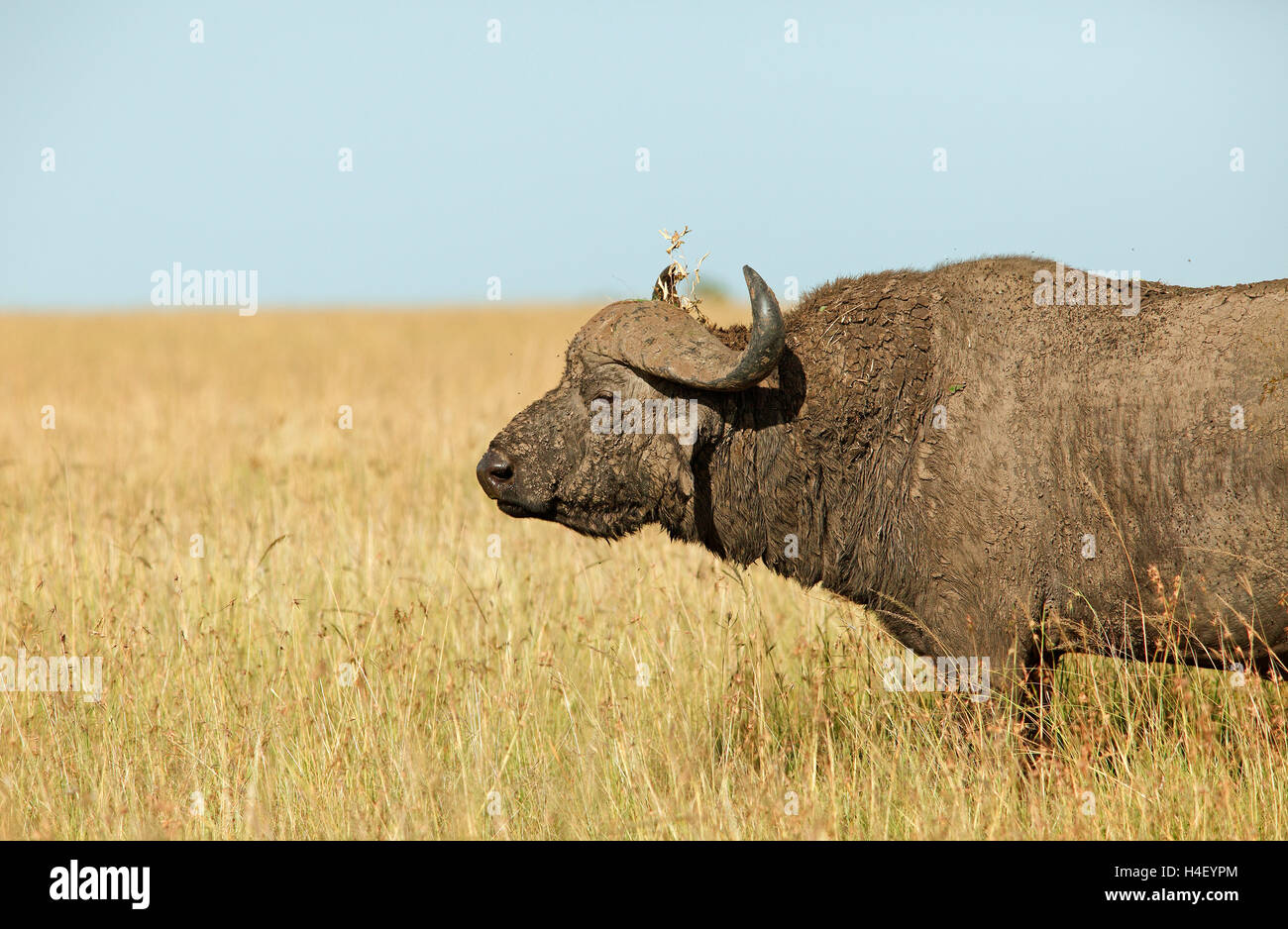 Mara triangle hi-res stock photography and images - Alamy
