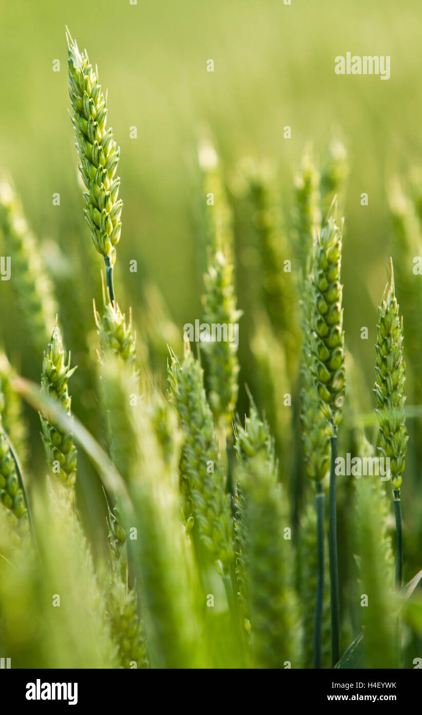 Wheat field in spring Stock Photo - Alamy
