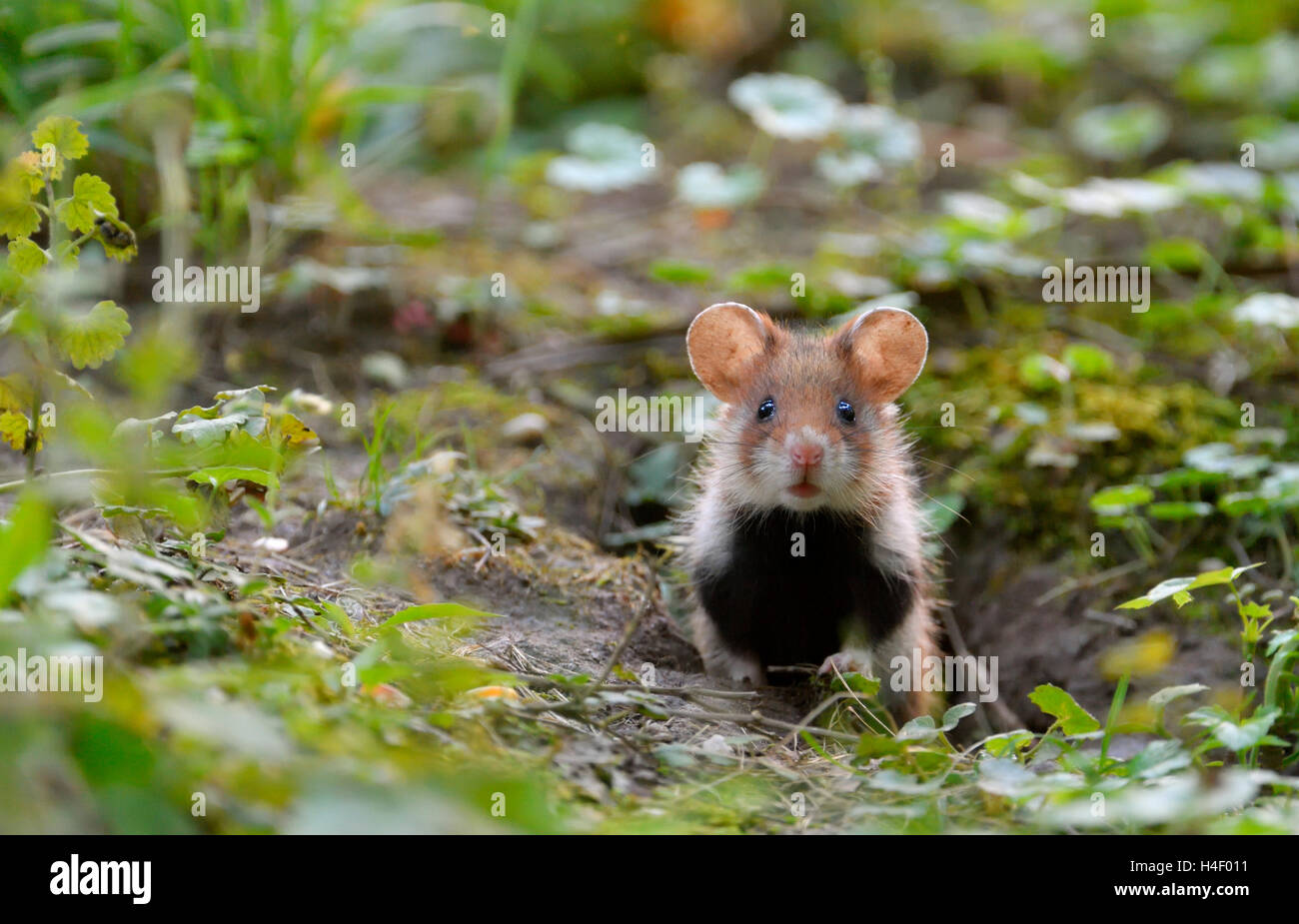 European hamster (Cricetus cricetus), Vienna, Austria, Europe Stock ...