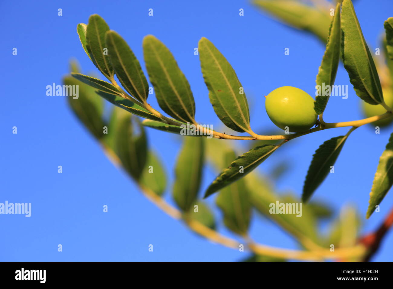 Olive branch in Conventello, Emilia-Romagna, Italy, Europe Stock Photo ...