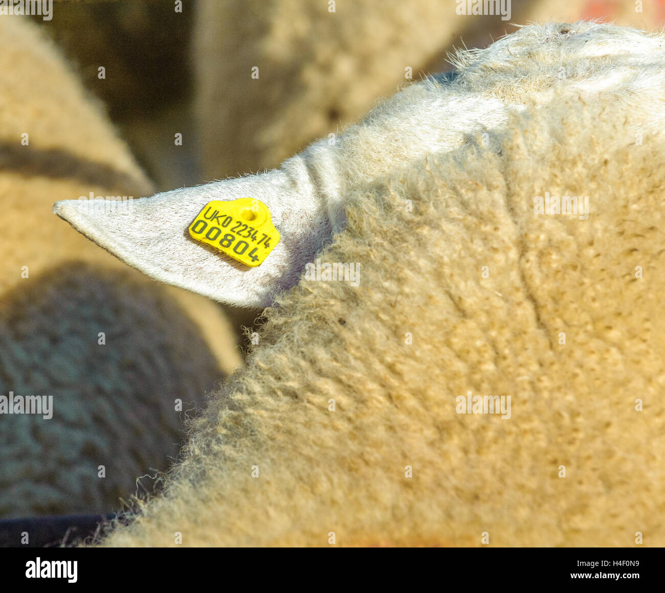 Sheep identification hi-res stock photography and images - Alamy