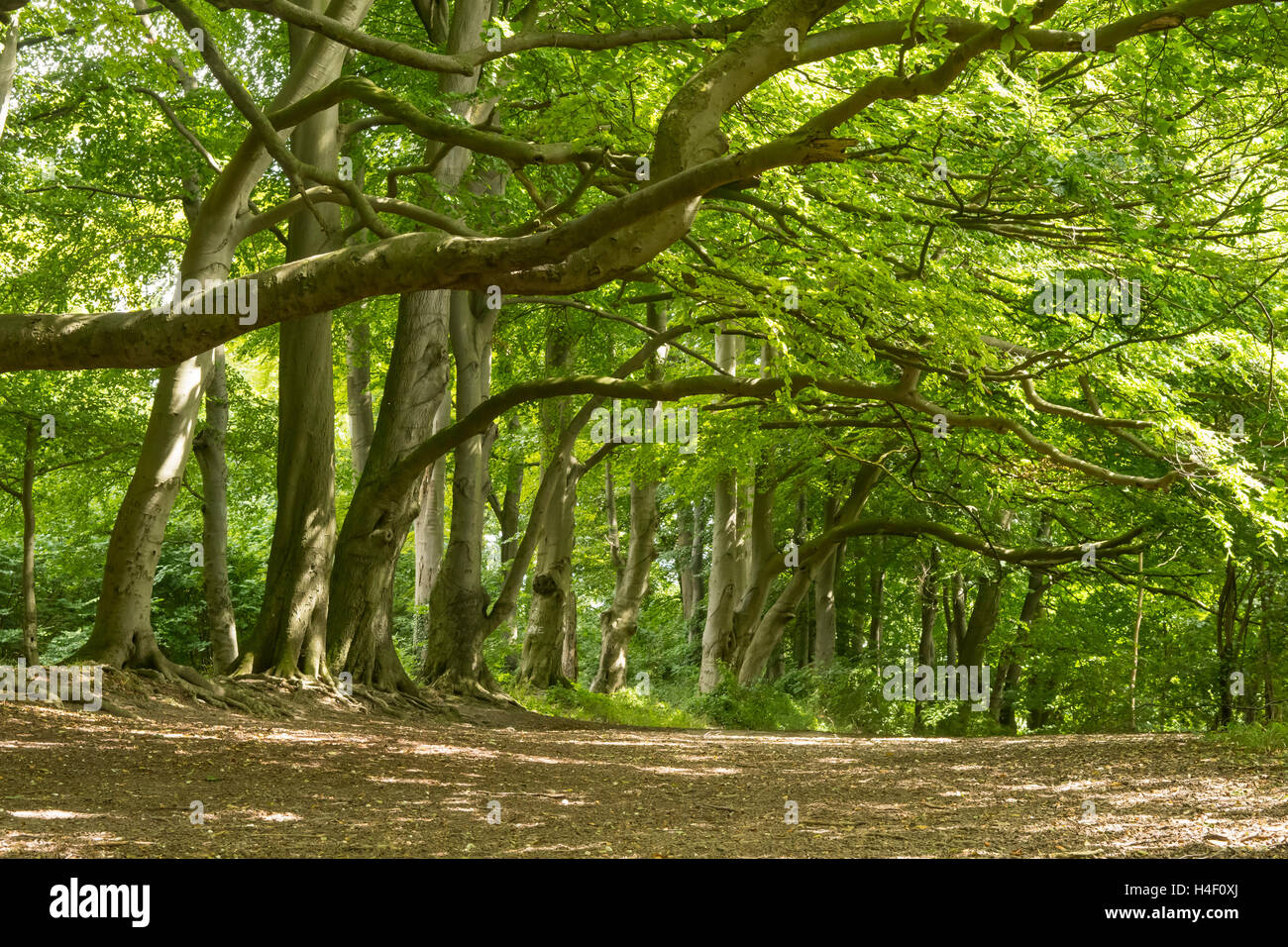 Woodland at Sharpenhoe Clappers, Bedfordshire, England Stock Photo - Alamy