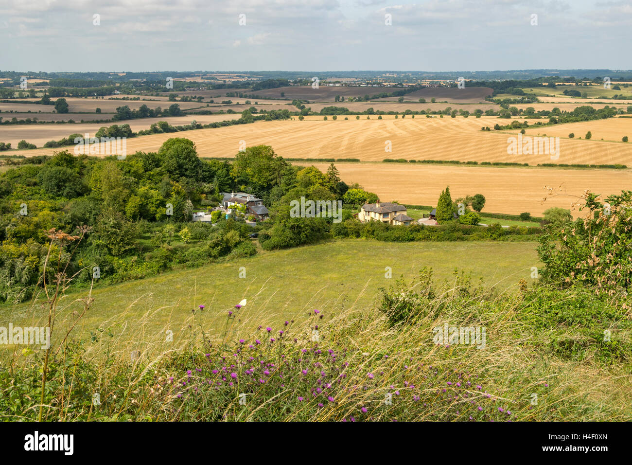 Sharpenhoe clappers hi-res stock photography and images - Alamy