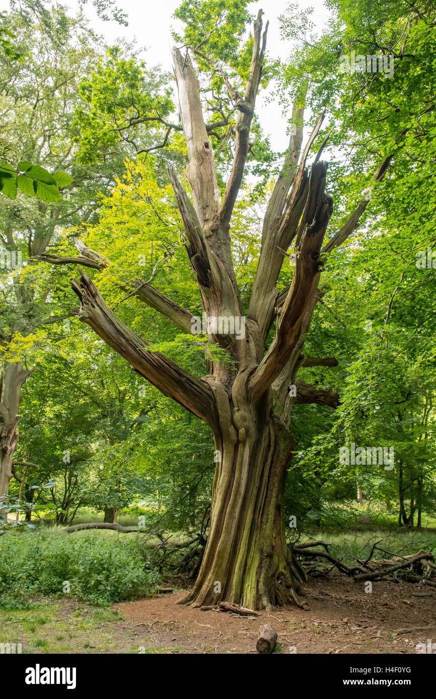 Gnarled tree hi-res stock photography and images - Alamy