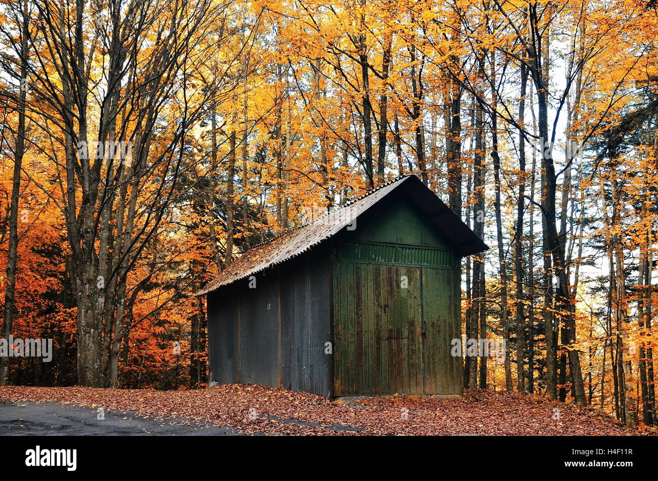 Old shack in the forest in autumn Stock Photo - Alamy