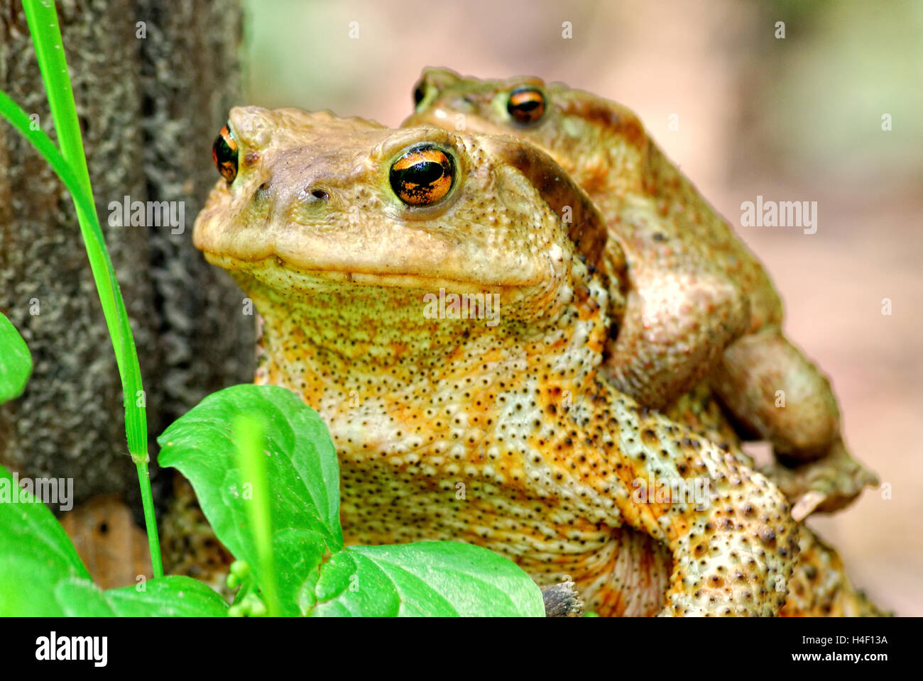Cool toad hi-res stock photography and images - Alamy
