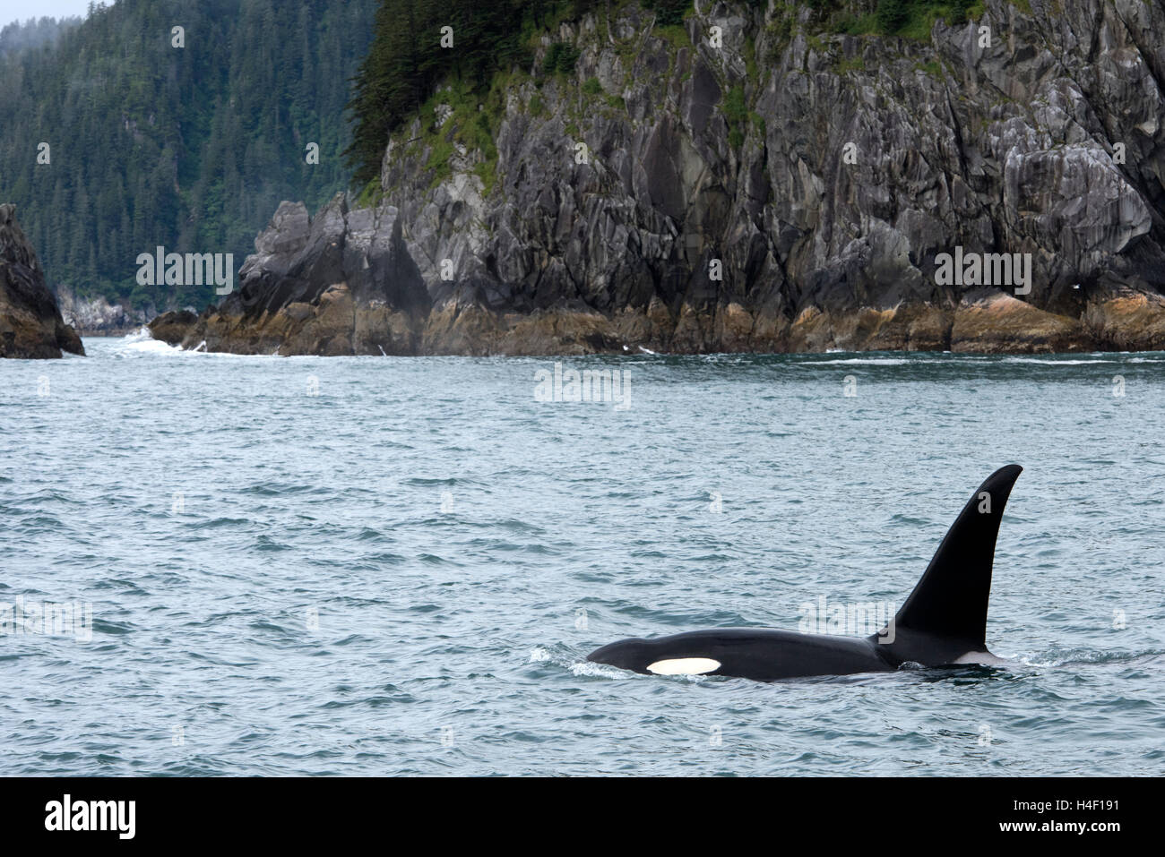 Alaska orca whale hi-res stock photography and images - Alamy