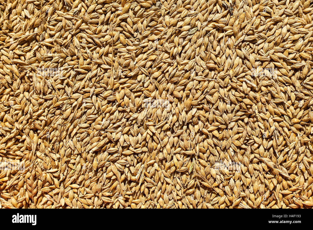 Barley background view from the top Stock Photo - Alamy