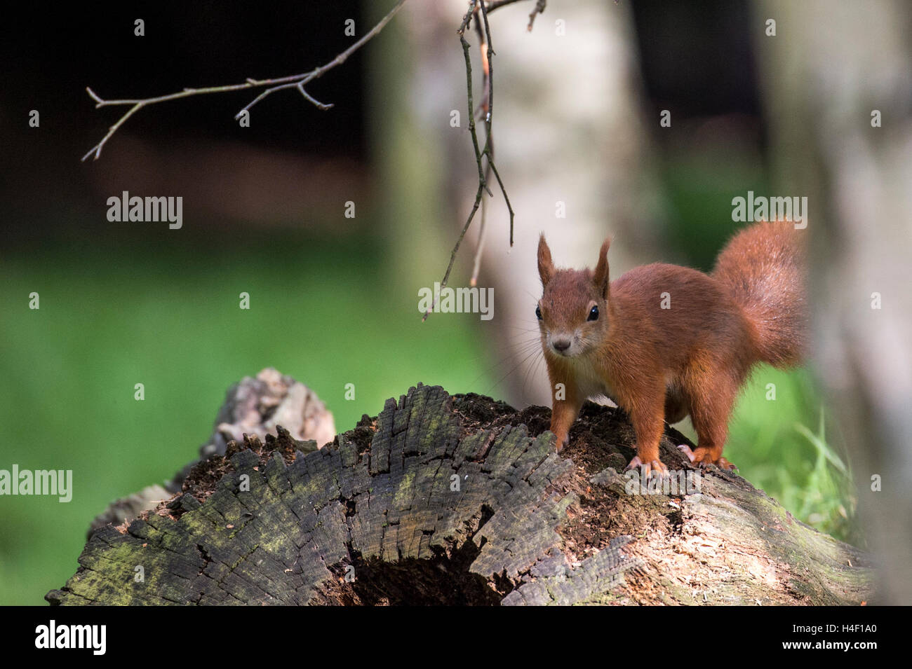 Eurasian red squirrel hi-res stock photography and images - Alamy