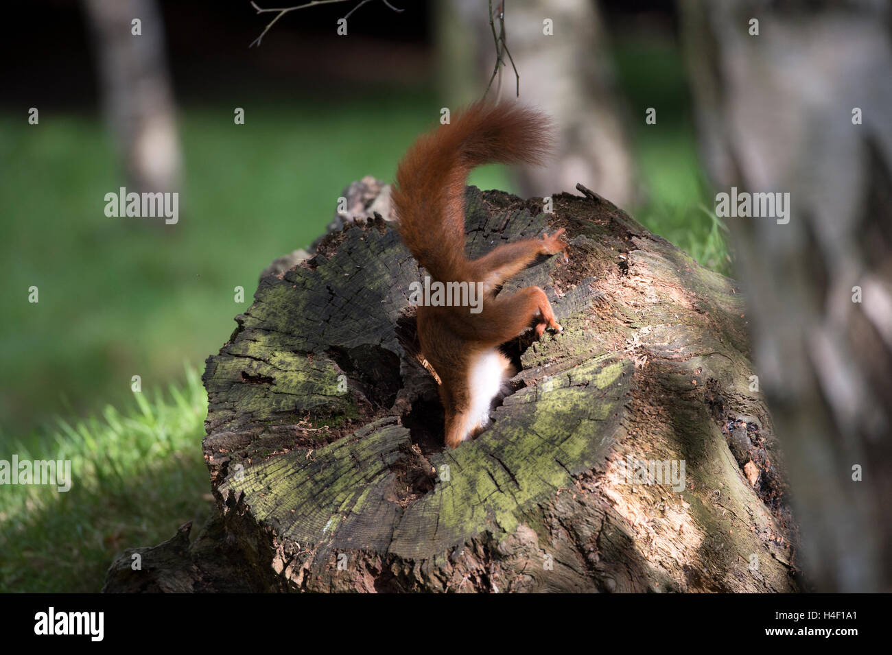Eurasian red squirrel hi-res stock photography and images - Alamy