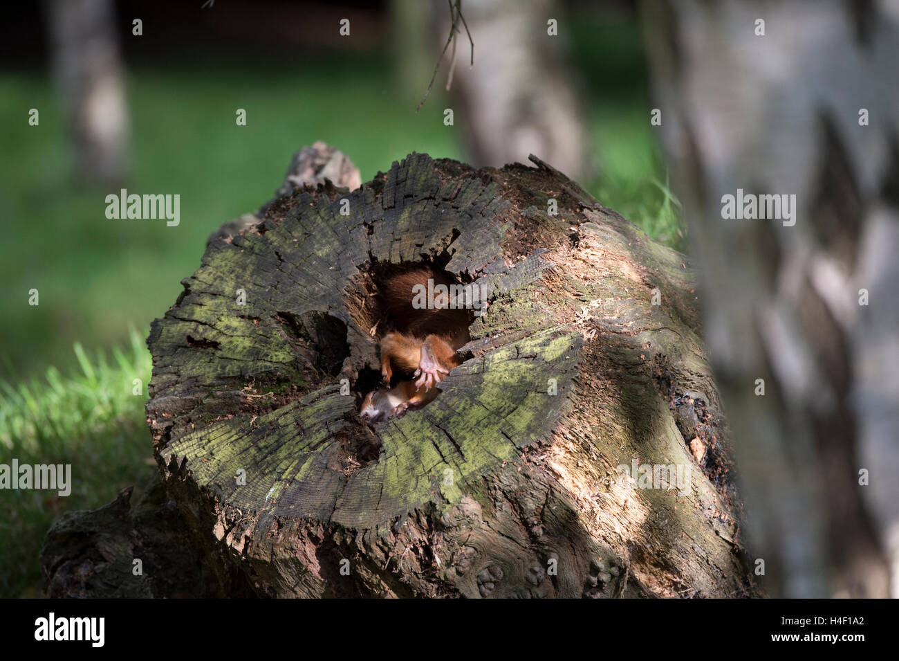 Eurasian red squirrel (Sciurus vulgaris) at the British Wildlife Centre ...