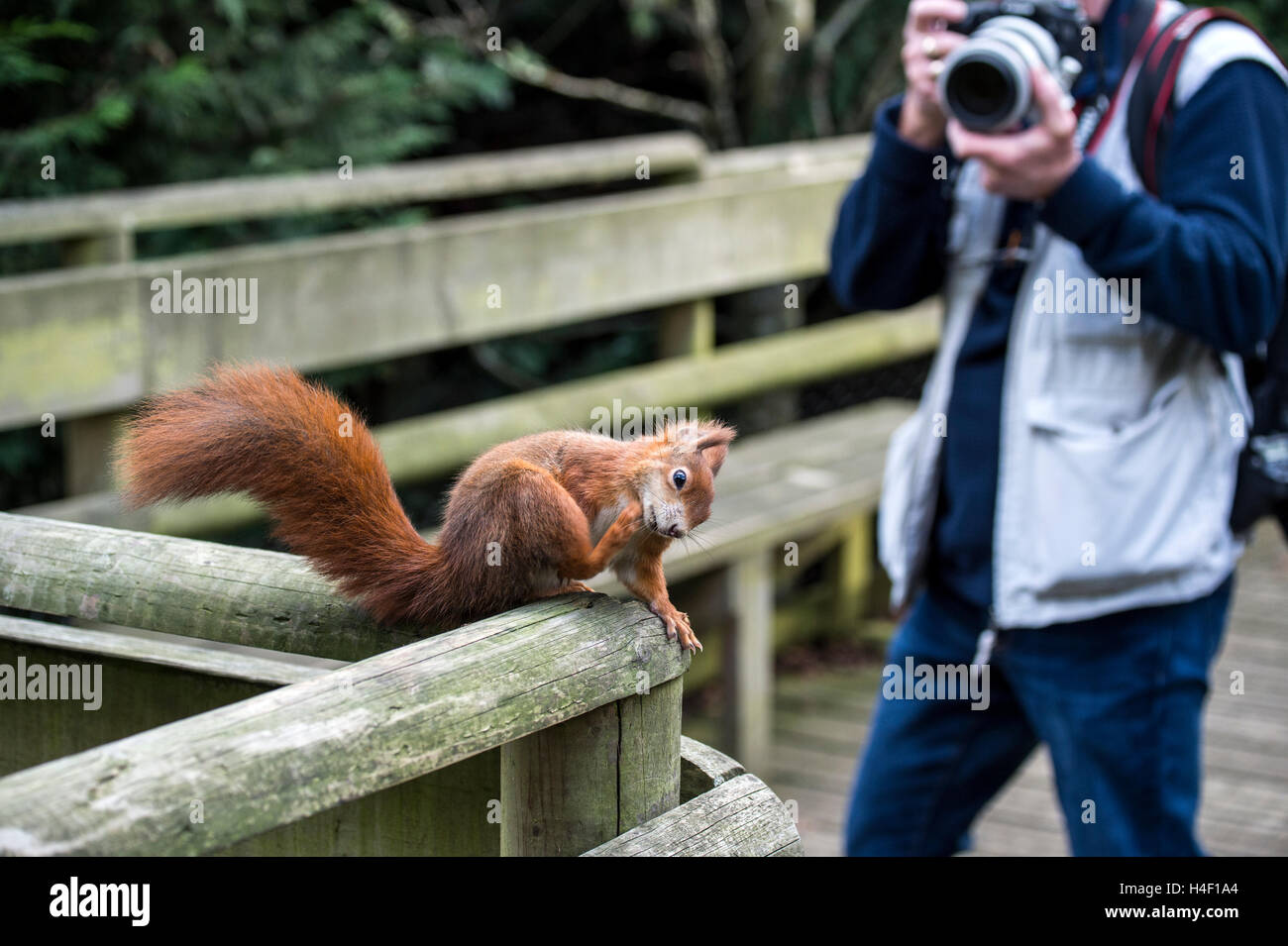 Man photographing the eurasian red squirrel (Sciurus vulgaris) at the ...